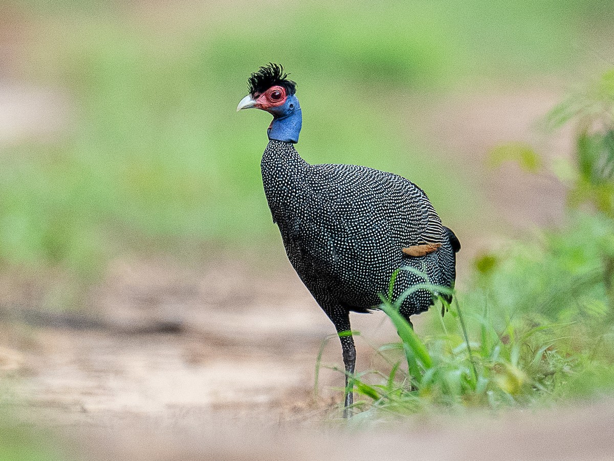 Eastern Crested Guineafowl - Guttera pucherani - Birds of the World