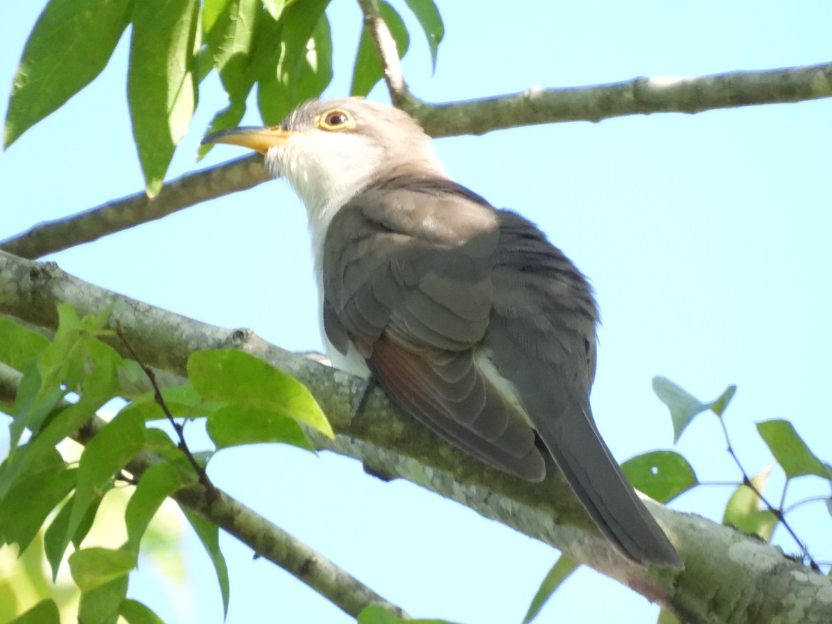 eBird Checklist - 1 Oct 2022 - Reddie Point Preserve - 67 species (+5 ...