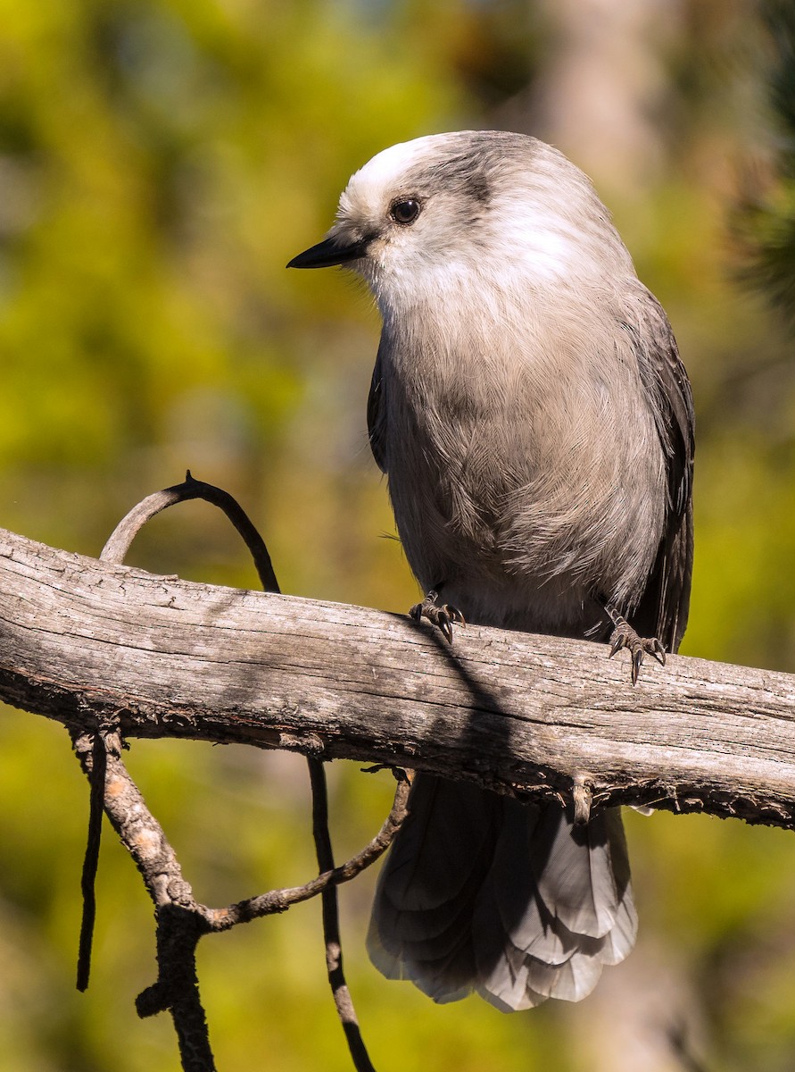 eBird Checklist - 12 Nov 2016 - Yellowstone NP--Gull Point Drive - 1 ...