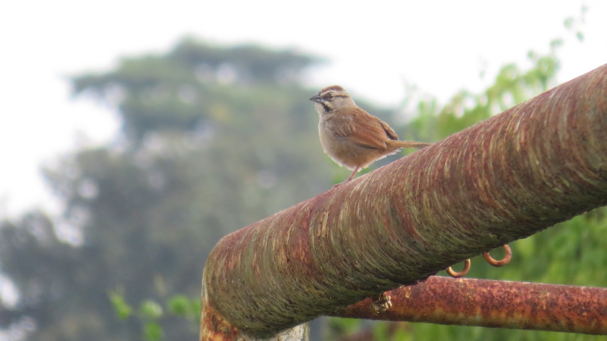 ML490016341 - Rusty Sparrow - Macaulay Library