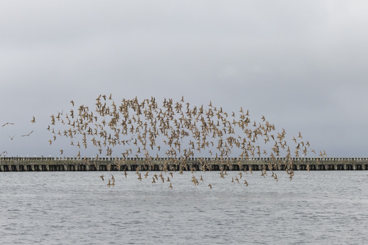 eBird Checklist - 27 Sep 2022 - Westport pelagic--inshore - 16 species ...