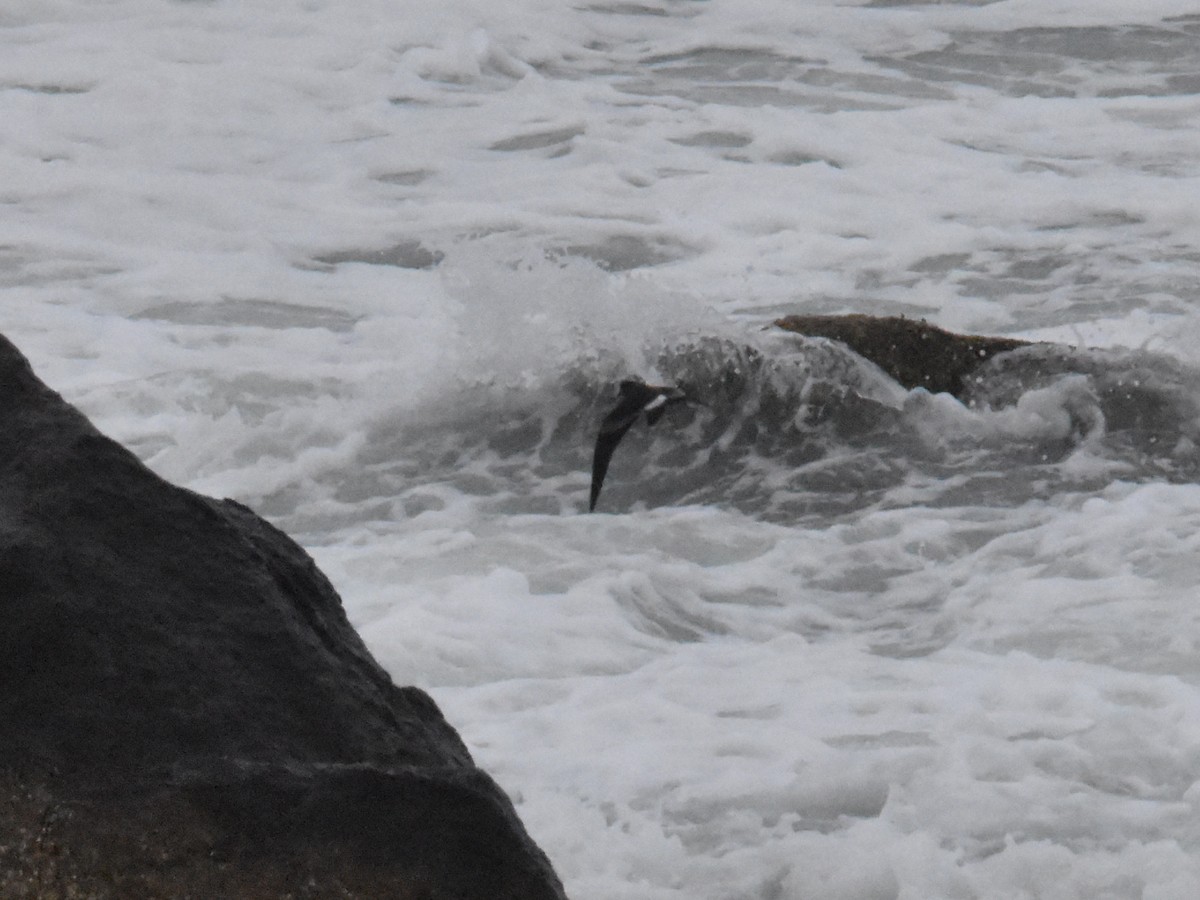 eBird Checklist - 3 Oct 2022 - Manomet Point - 17 species (+1 other taxa)