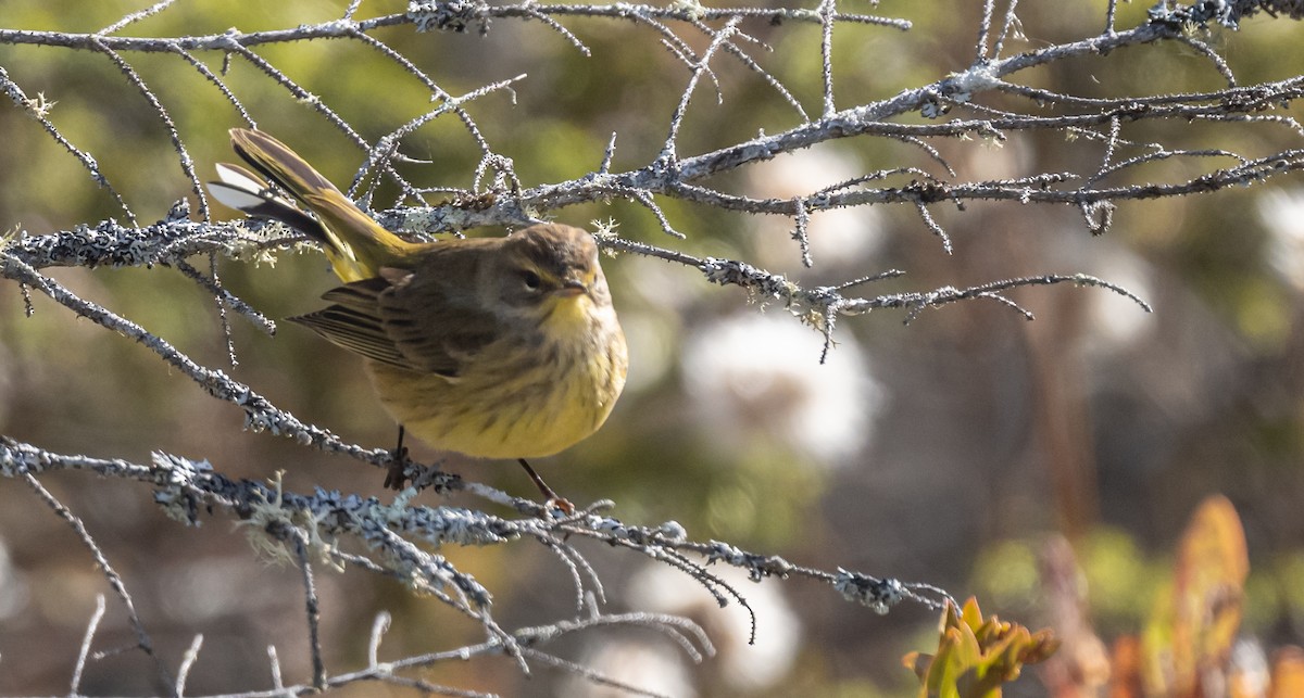 eBird Checklist - 4 Oct 2022 - Moose Bog, Wenlock WMA - 22 species