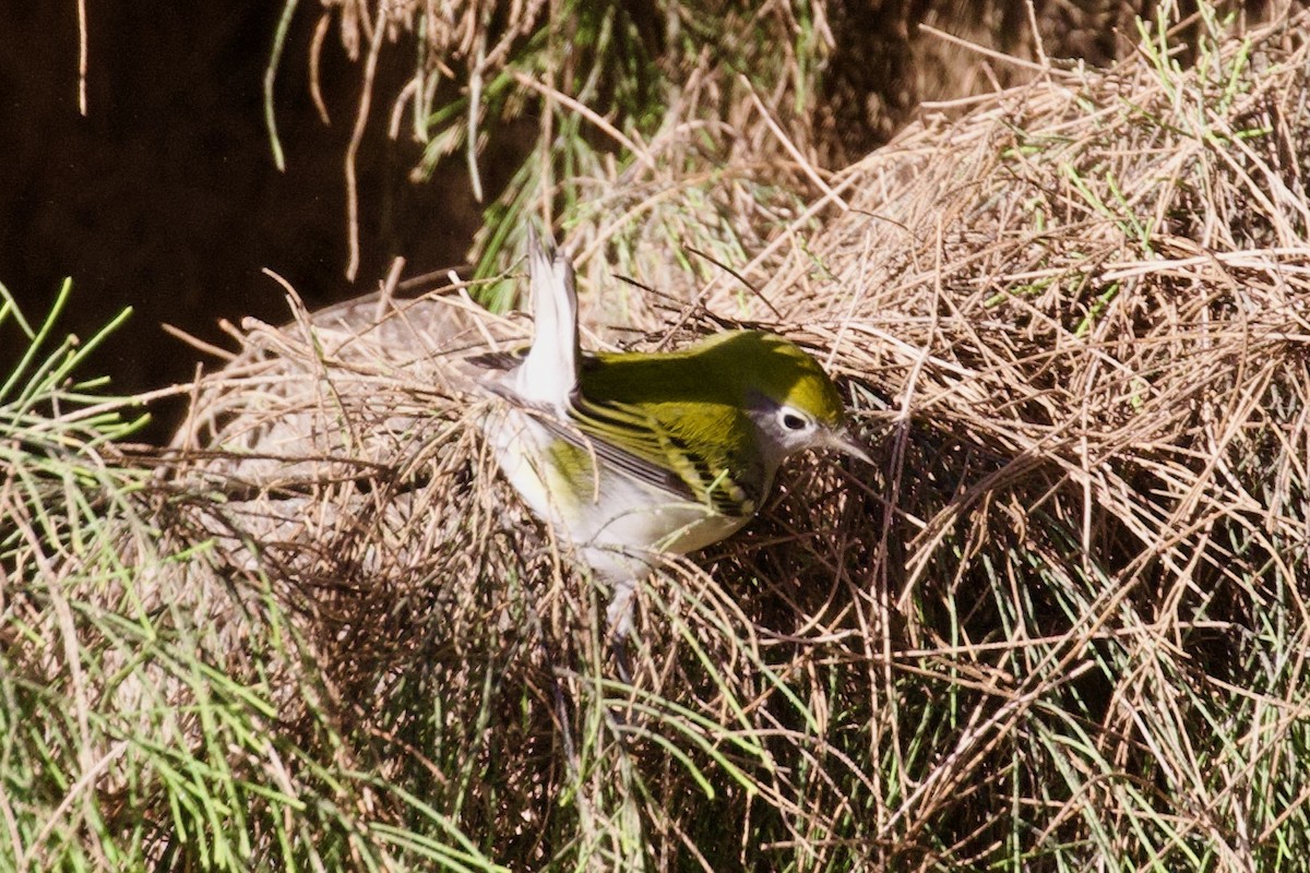 eBird Checklist - 4 Oct 2022 - Bob Kildee Community Park - 18 species