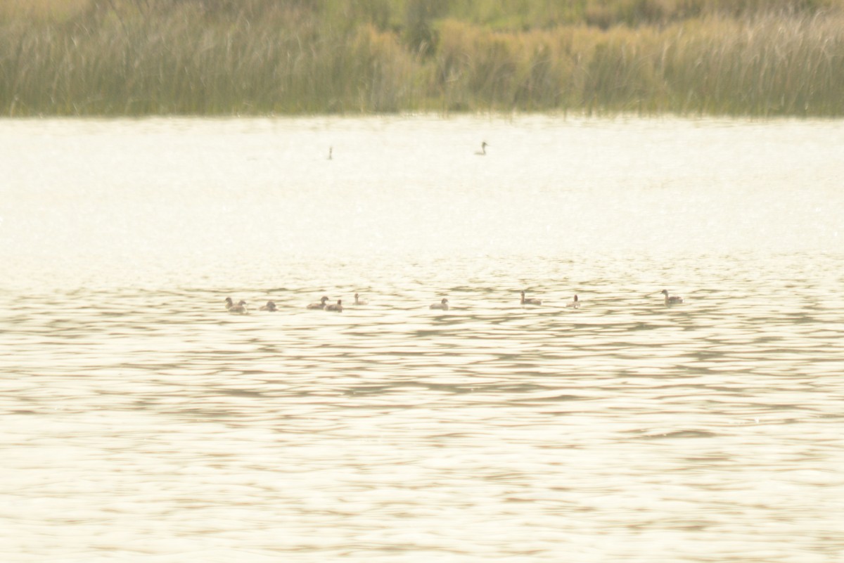 eBird Checklist - 4 Oct 2022 - Lake Liddell Recreation Park - 34 ...