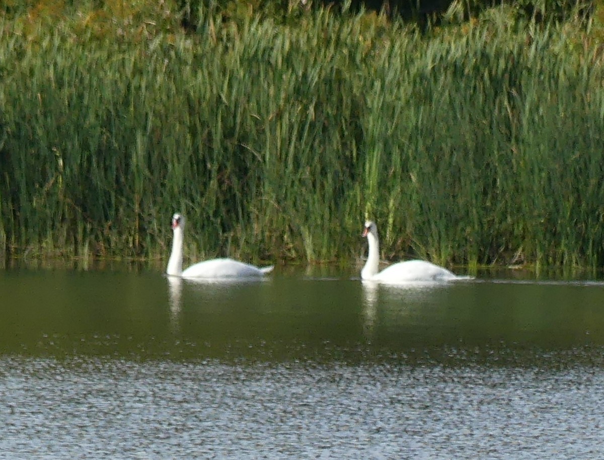 eBird Checklist - 4 Oct 2022 - Darlington Provincial Park - 20 species ...