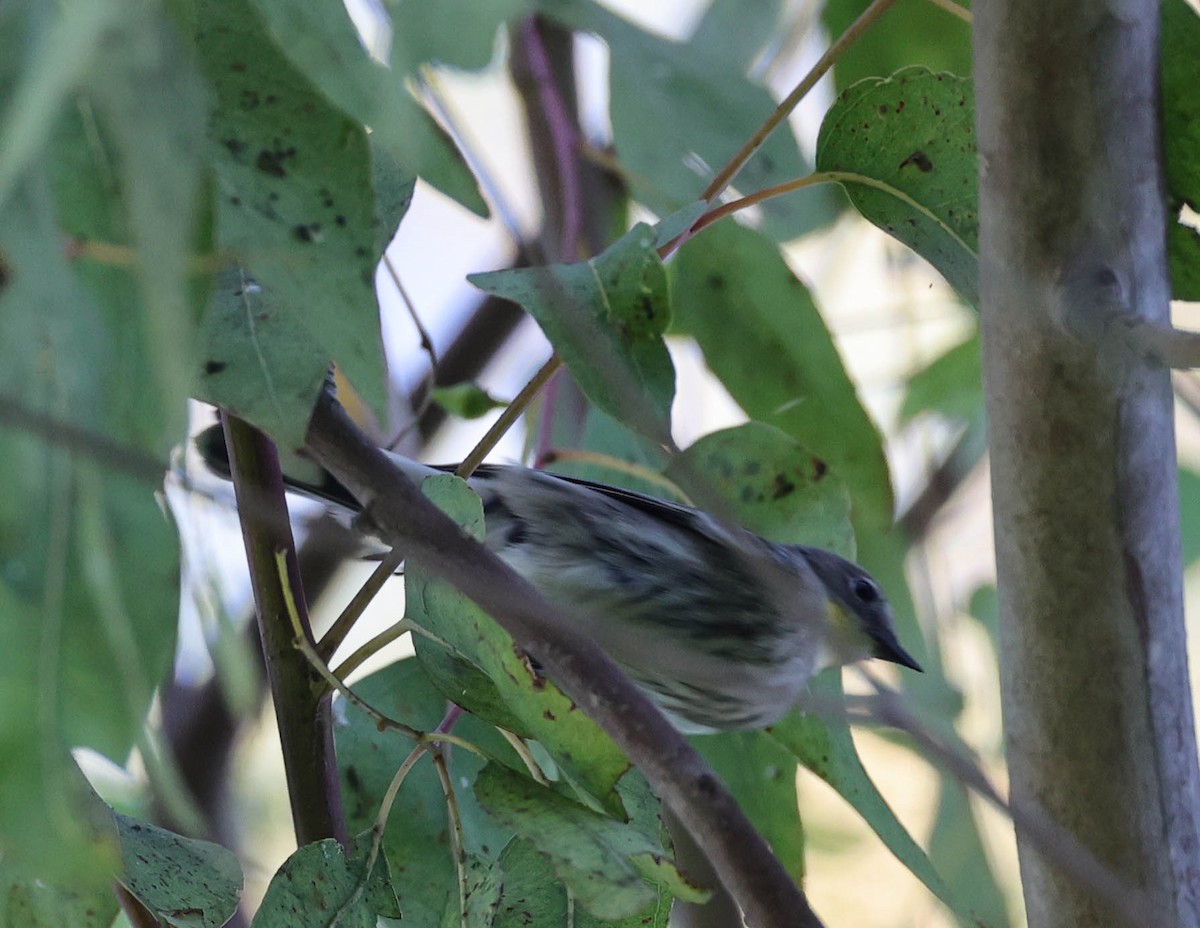 ML490501211 - Yellow-rumped Warbler (Audubon's) - Macaulay Library