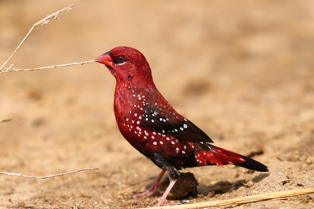 What's On in April - eBird India