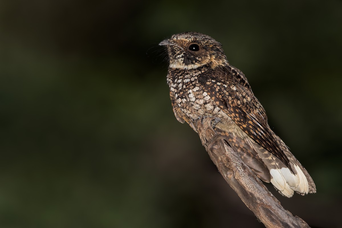 ML490544981 - Puerto Rican Nightjar - Macaulay Library