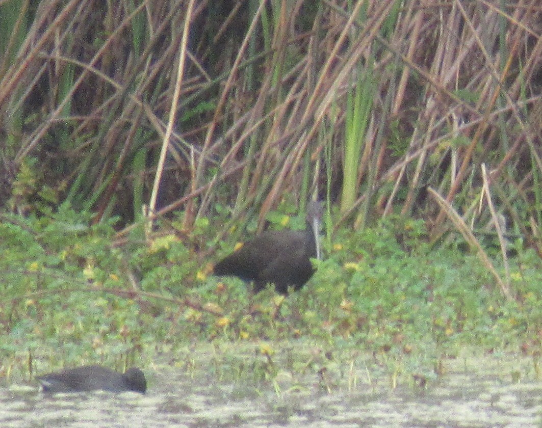 eBird Checklist - 5 Oct 2022 - Arcata Marsh--East & West Ponds - 1 species