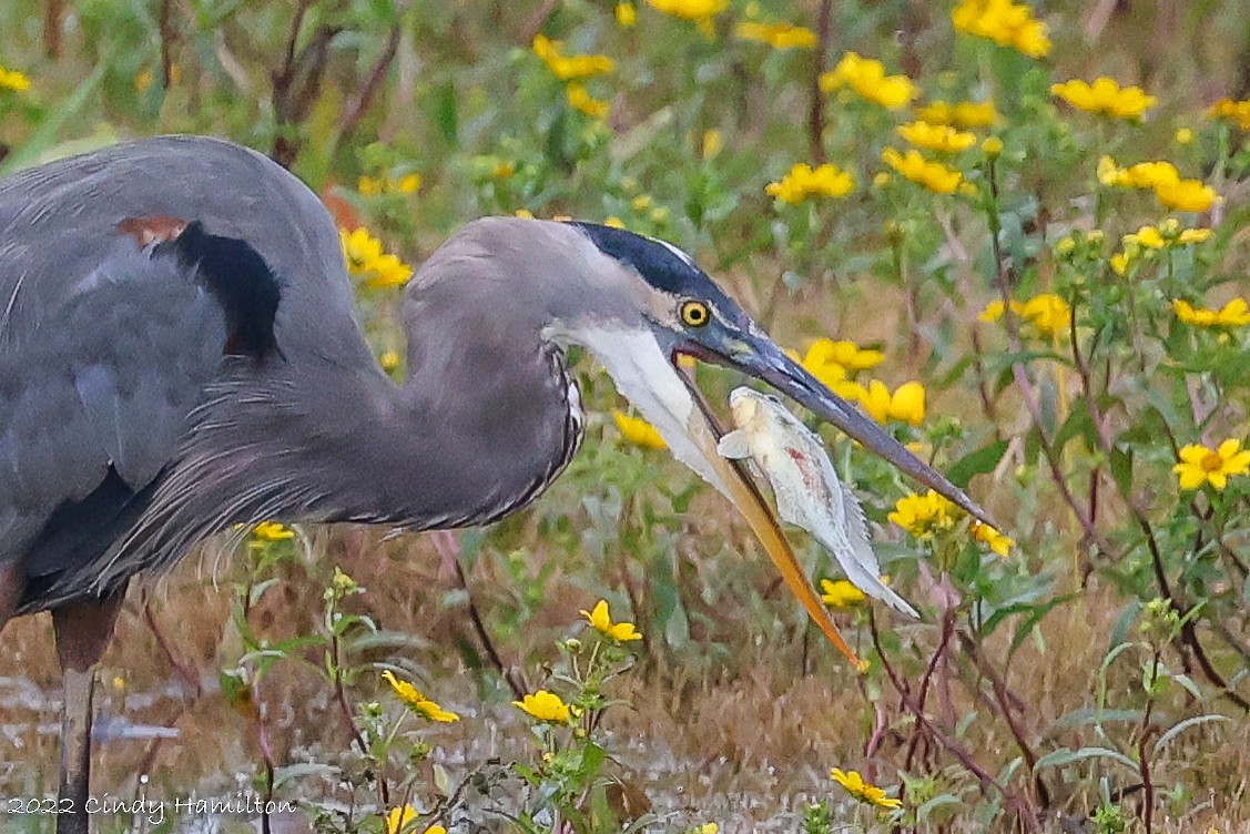 eBird Checklist - 5 Oct 2022 - **Back Bay NWR - 38 species