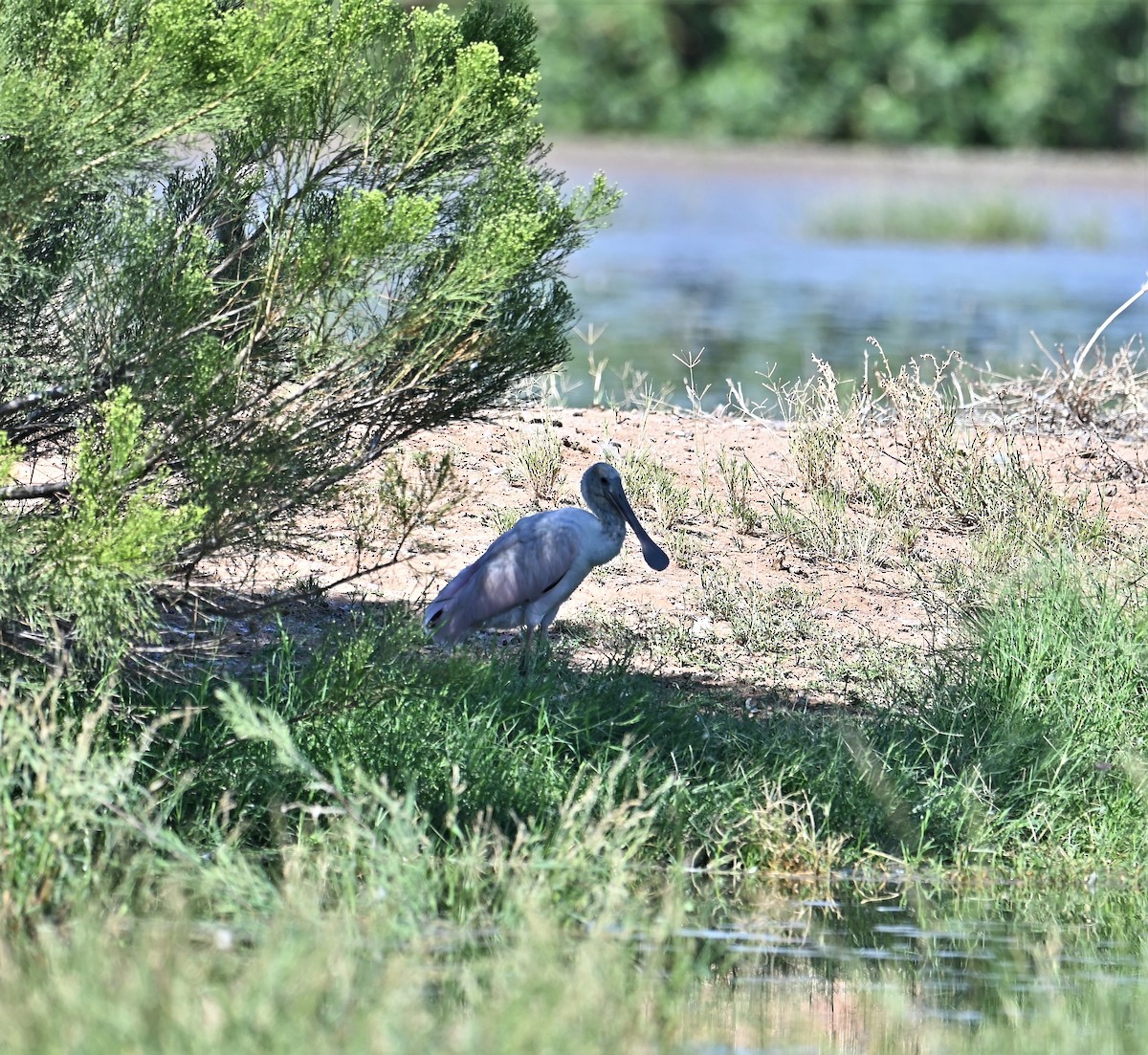 eBird Checklist - 5 Oct 2022 - Riparian Preserve at Gilbert Water Ranch ...
