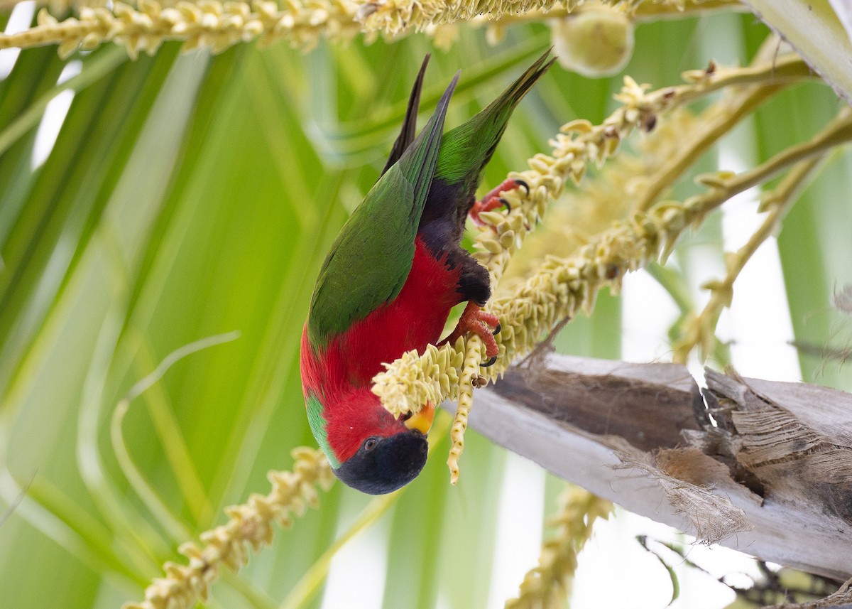 ML490802131 - Collared Lory - Macaulay Library