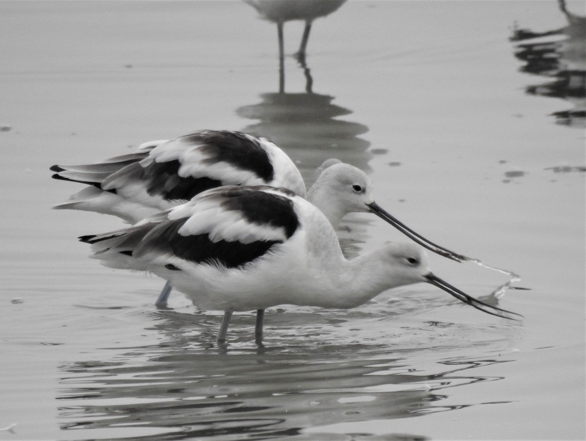 eBird Checklist - 6 Oct 2022 - Arcata Marsh and Wildlife Sanctuary - 36 ...