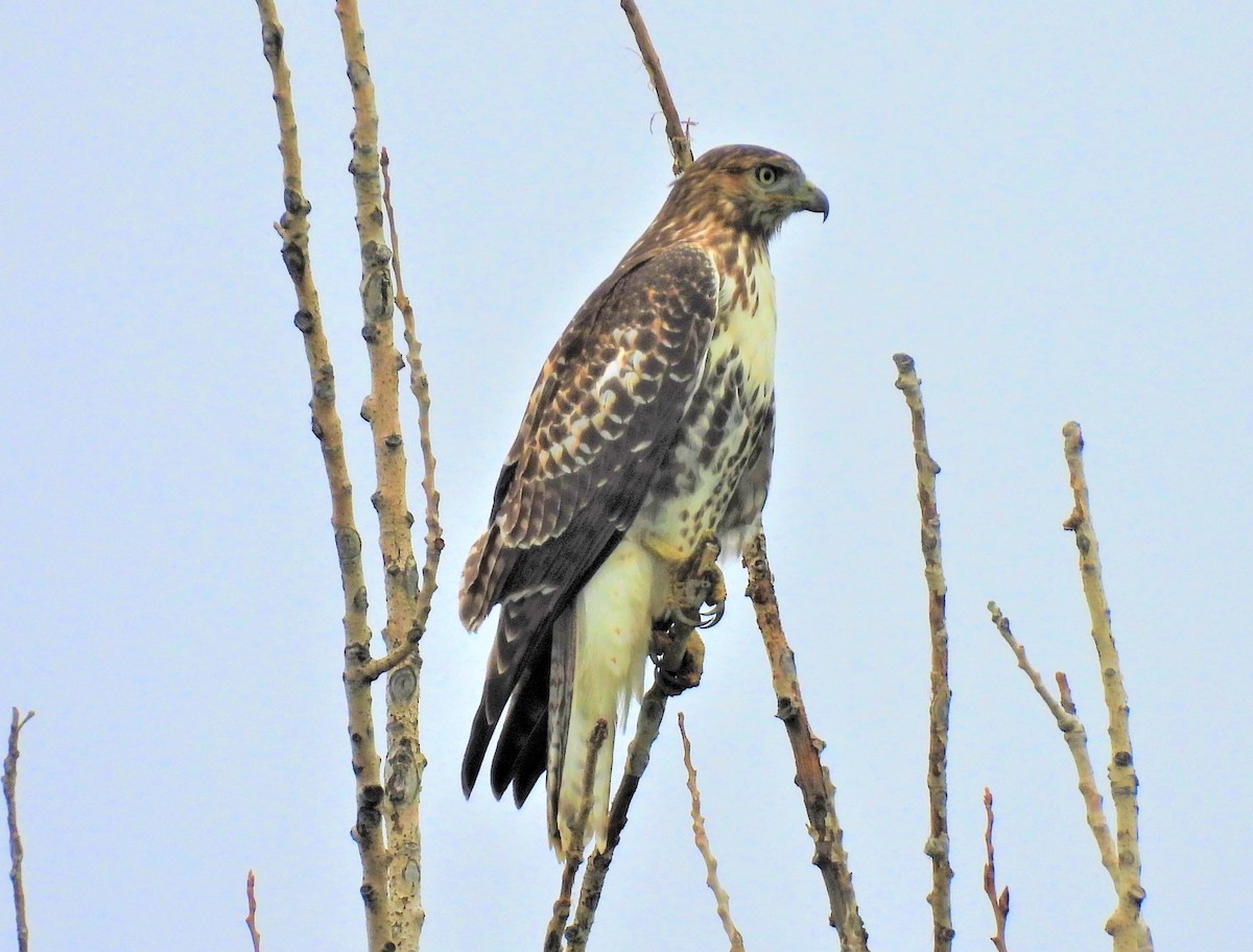 eBird Checklist - 6 Oct 2022 - My yard - west Billings - 5 species