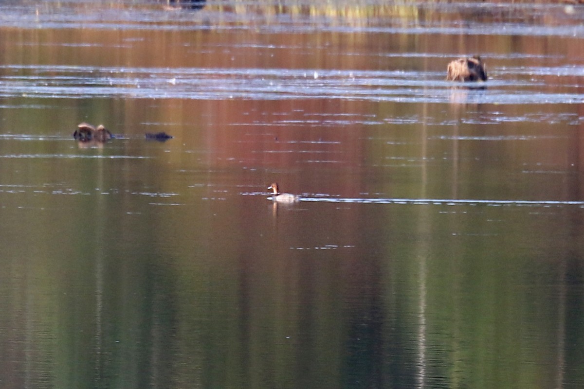 eBird Checklist - 6 Oct 2022 - Akers Pond, north end - 3 species