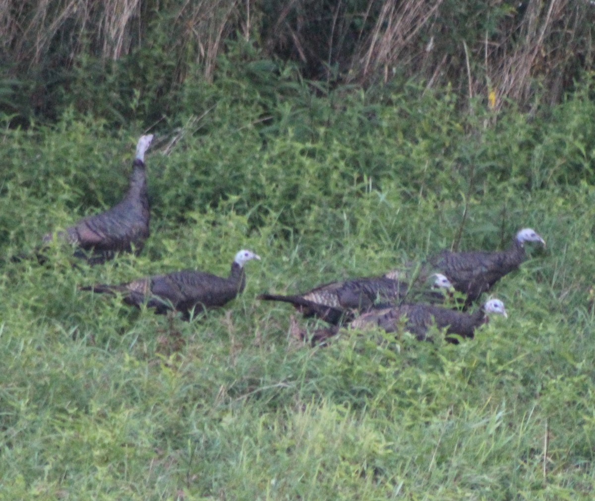 eBird Checklist - 1 Oct 2022 - Brainerd Levee - 30 species