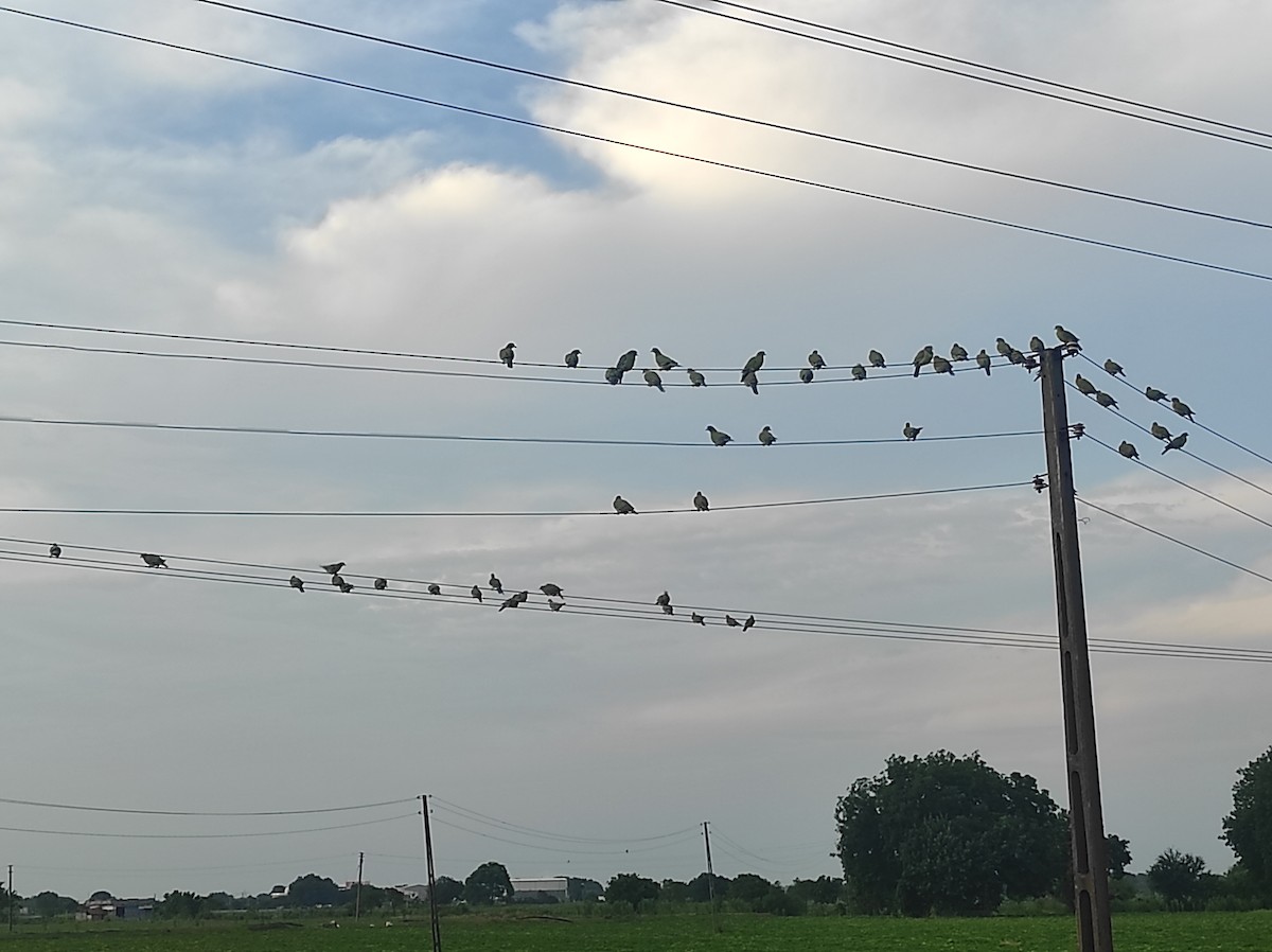 eBird Checklist - 8 Oct 2022 - Pragteshwar, kalwad road, rajkot - 53 ...