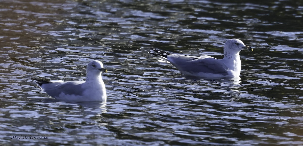 eBird Checklist - 7 Oct 2022 - 612 Klarvatten Bay NW, Edmonton CA-AB 53 ...