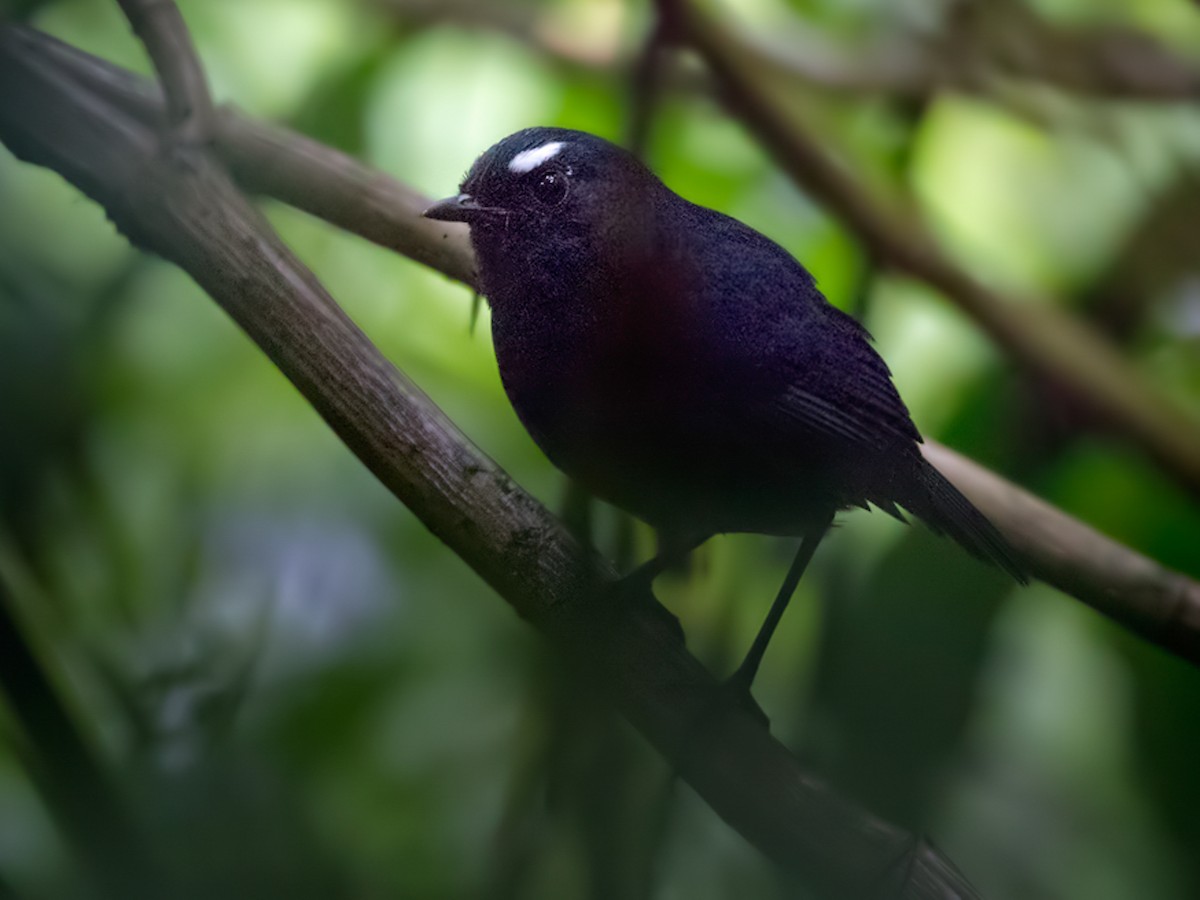 Sumatran Shortwing - Brachypteryx saturata - Birds of the World