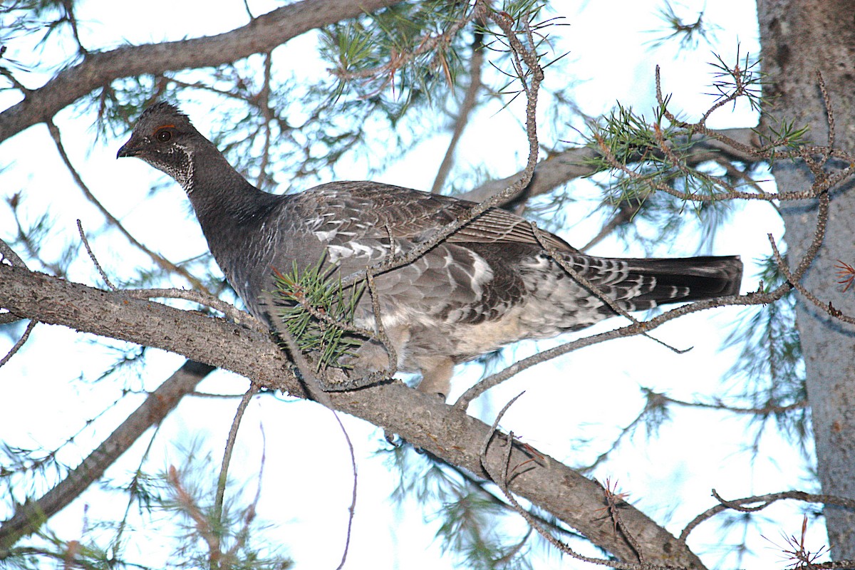 ML49170961 - Dusky Grouse - Macaulay Library