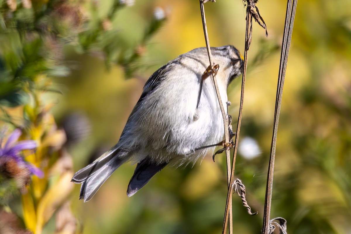 eBird Checklist - 7 Oct 2022 - Montrose Point Bird Sanctuary, Lincoln ...