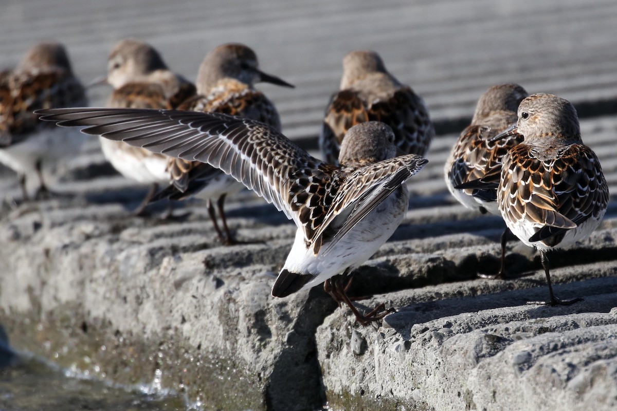 eBird Checklist - 9 Oct 2022 - Wharton Point, Brunswick - 70 species