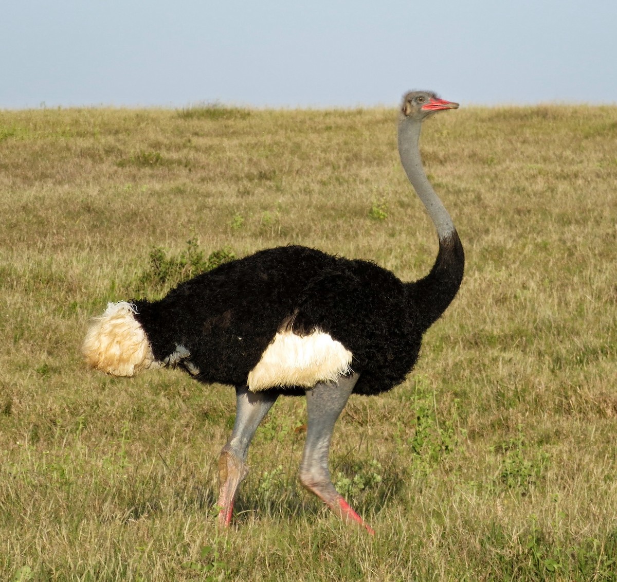 Somali Ostrich - Struthio molybdophanes - Media Search - Macaulay ...
