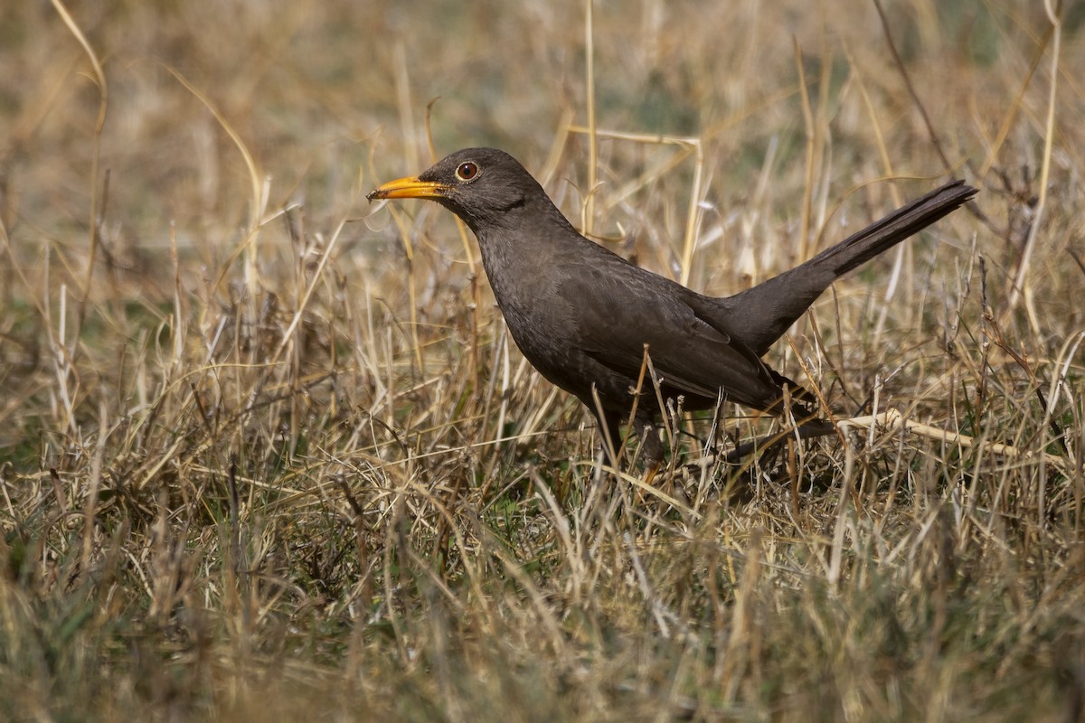 ML492908151 - Chiguanco Thrush - Macaulay Library