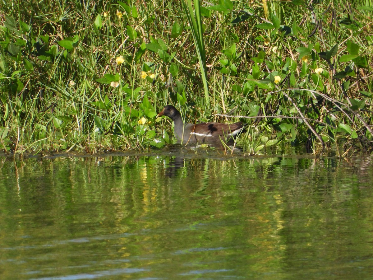 eBird Checklist - 11 Oct 2022 - Roatán--Pristine Bay - 17 species