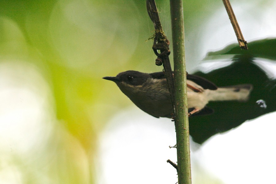 Grey Apalis (Sclater's) - eBird