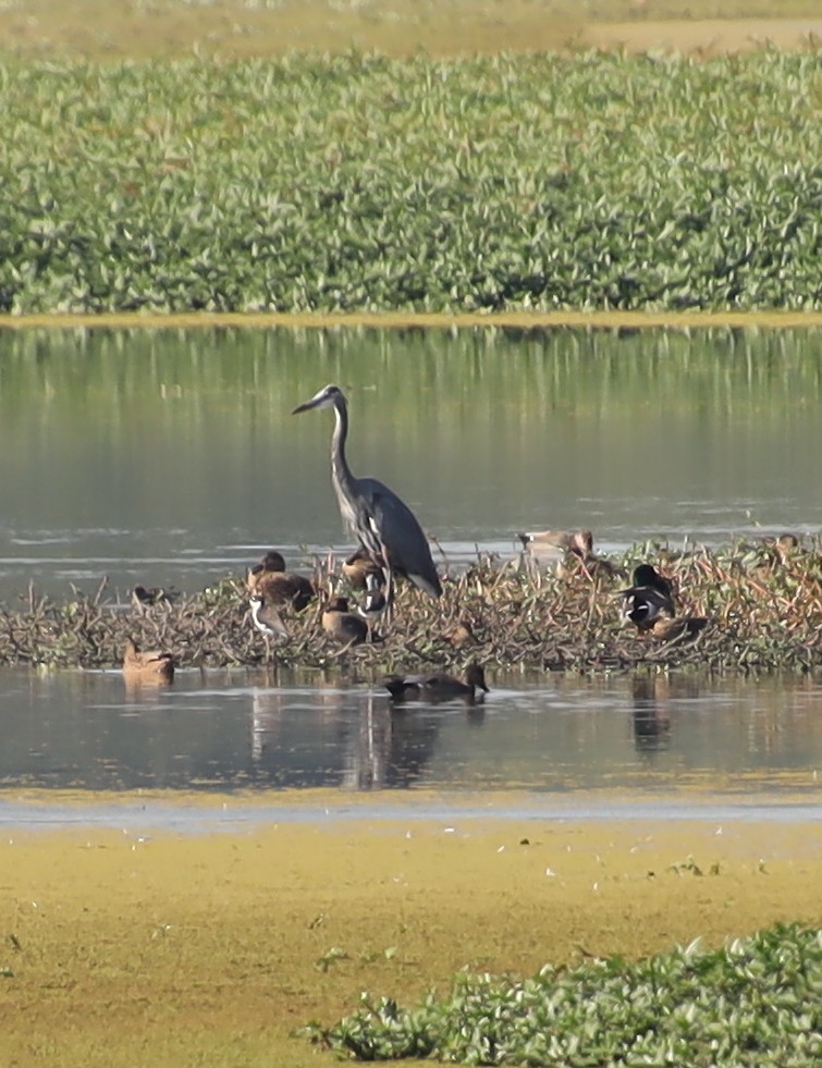 eBird Checklist - 9 Oct 2022 - Smith and Bybee Lakes Wetlands Natural ...