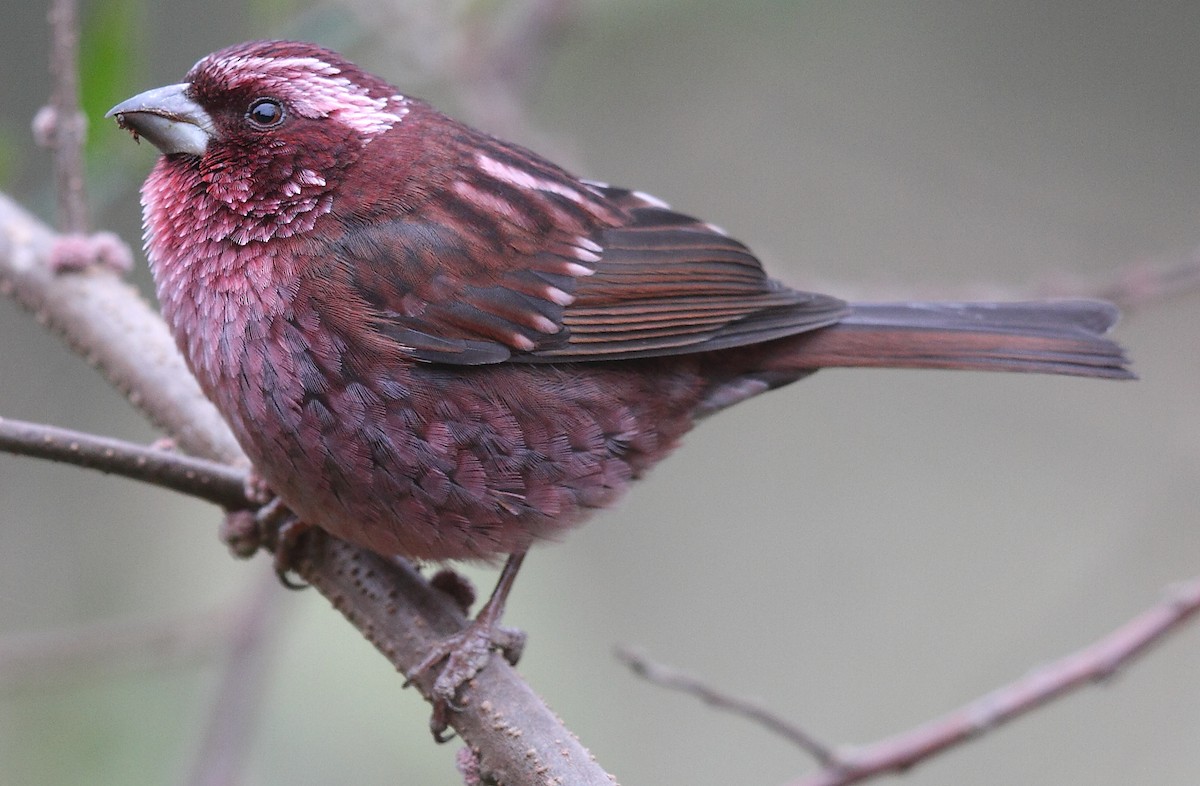 ML493359181 - Spot-winged Rosefinch - Macaulay Library