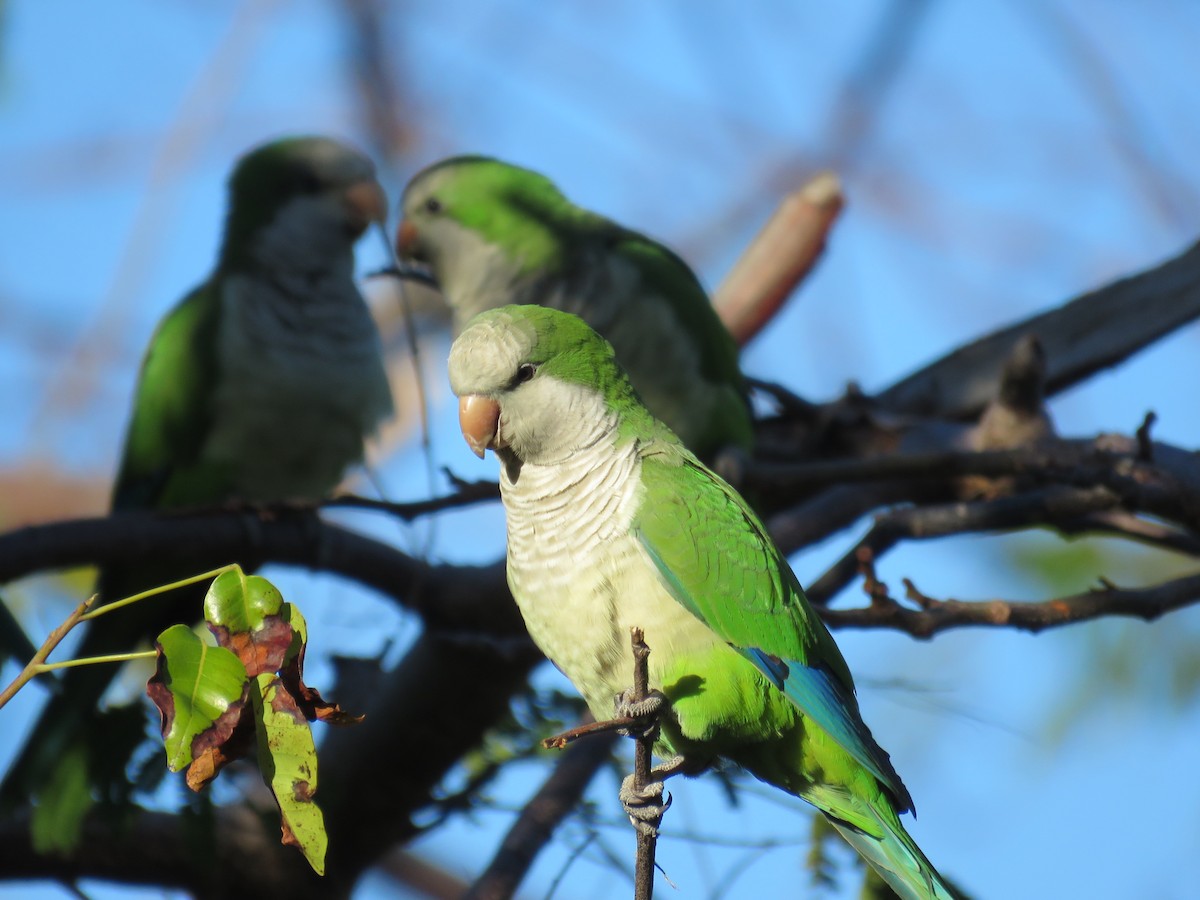 ML49340381 - Monk Parakeet - Macaulay Library