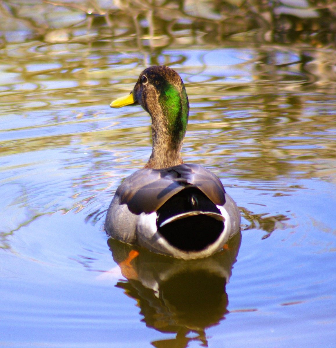 eBird Checklist - 11 Oct 2022 - Riparian Preserve at Gilbert Water ...