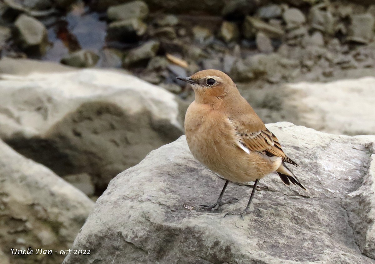 eBird Checklist - 12 Oct 2022 - Québec - Baie de Beauport - 16 species