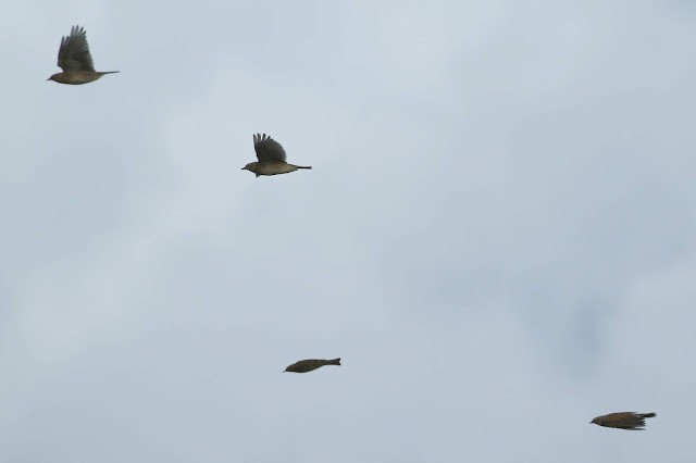 eBird Checklist - 15 Oct 2019 - Skokholm - 33 species