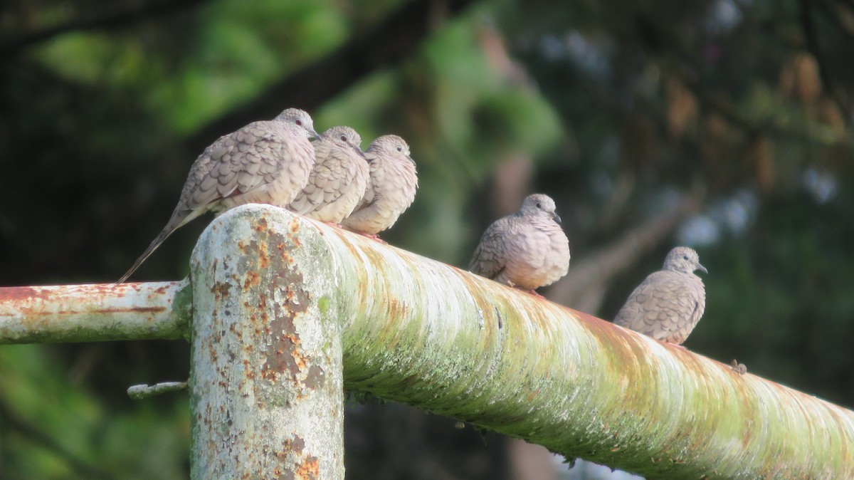 ML494041631 - Inca Dove - Macaulay Library