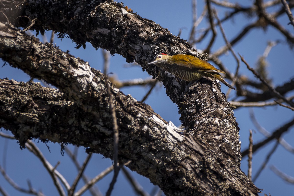 ML494171031 - Golden-olive Woodpecker - Macaulay Library