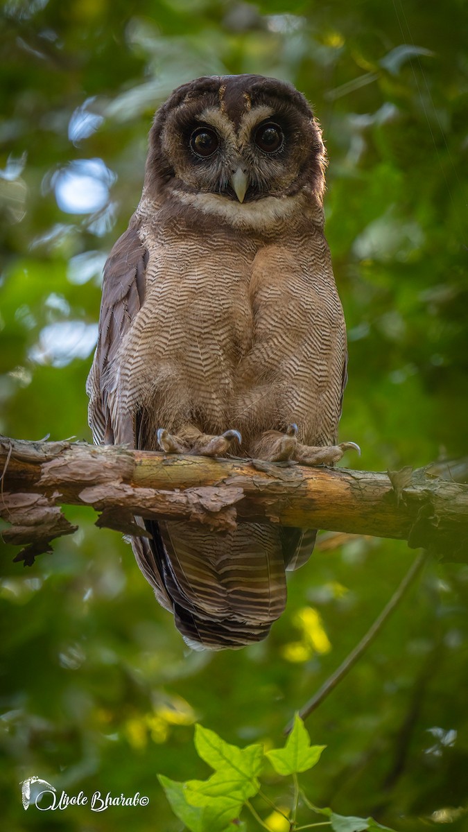 ML494298791 - Brown Wood-Owl - Macaulay Library