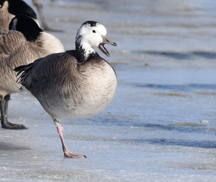 Snow x Cackling Goose (hybrid) - eBird