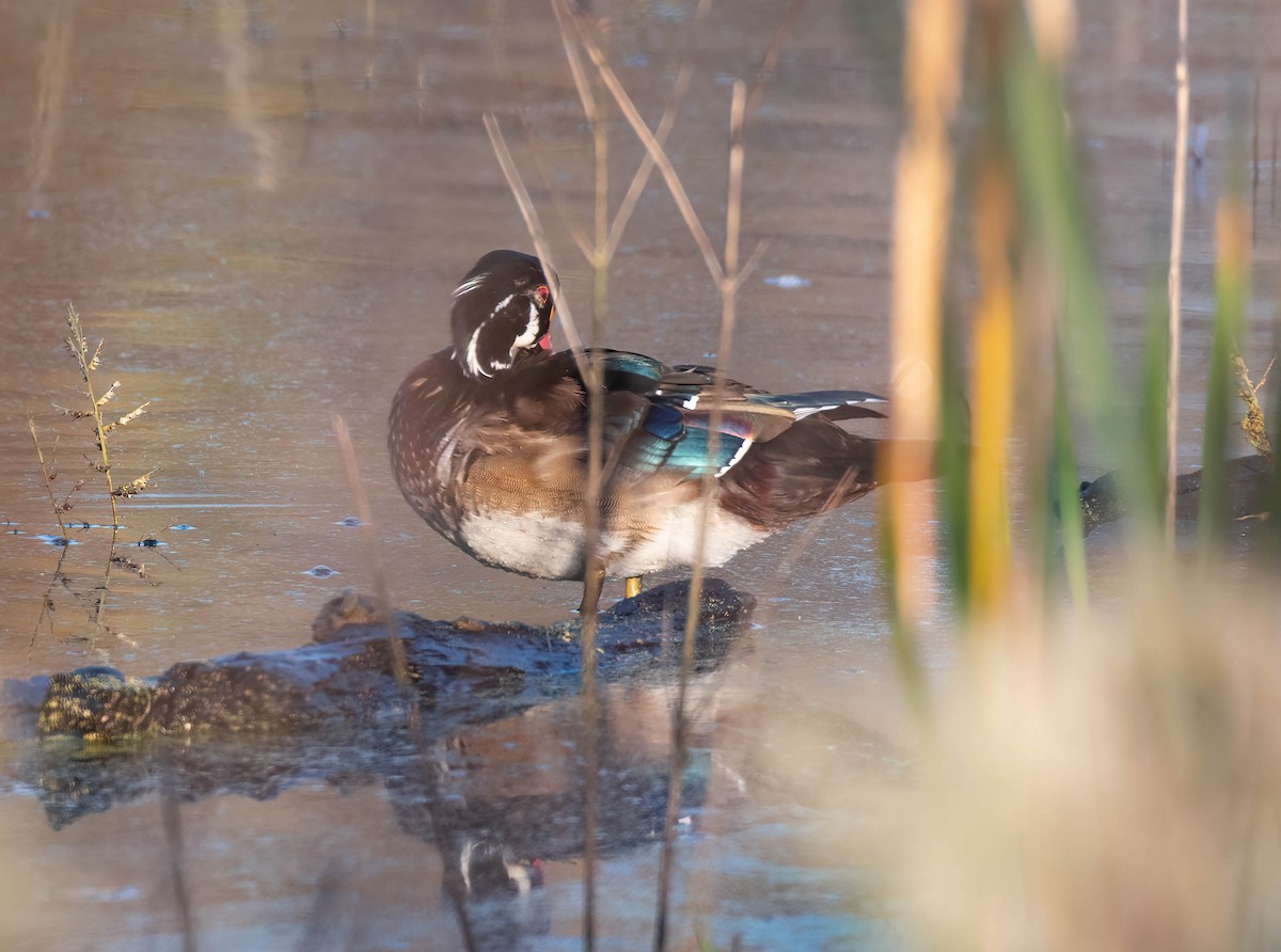 eBird Checklist - 16 Oct 2022 - Blue Springs Lake--Fleming Park Wetland ...