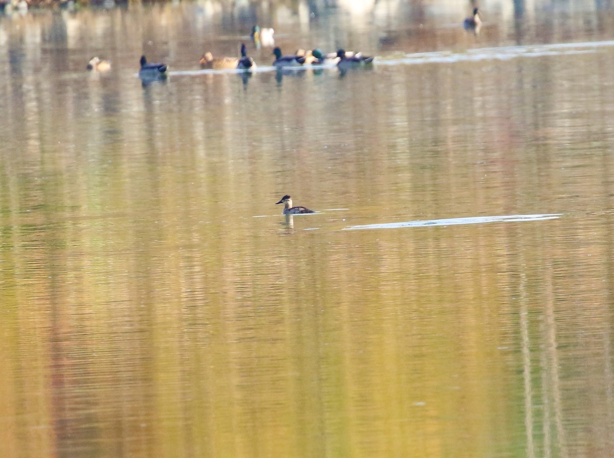 eBird Checklist - 16 Oct 2022 - Exeter WWTP (CLOSED past gate. View ...