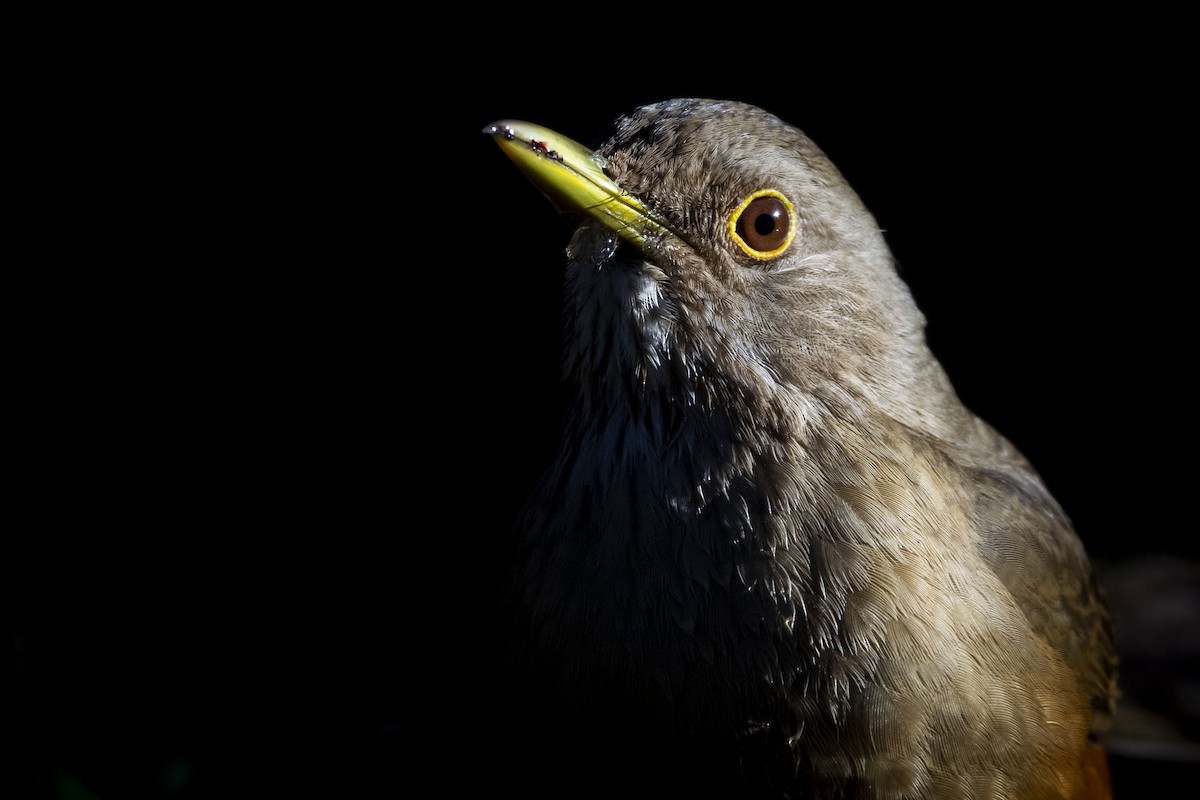 ML494486981 - Rufous-bellied Thrush - Macaulay Library