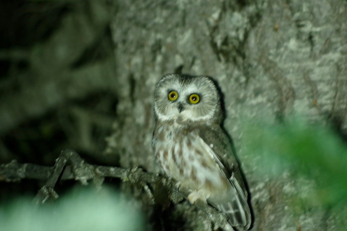 eBird Checklist - 3 Oct 2022 - Harts Pass (Whatcom Co.) - 3 species
