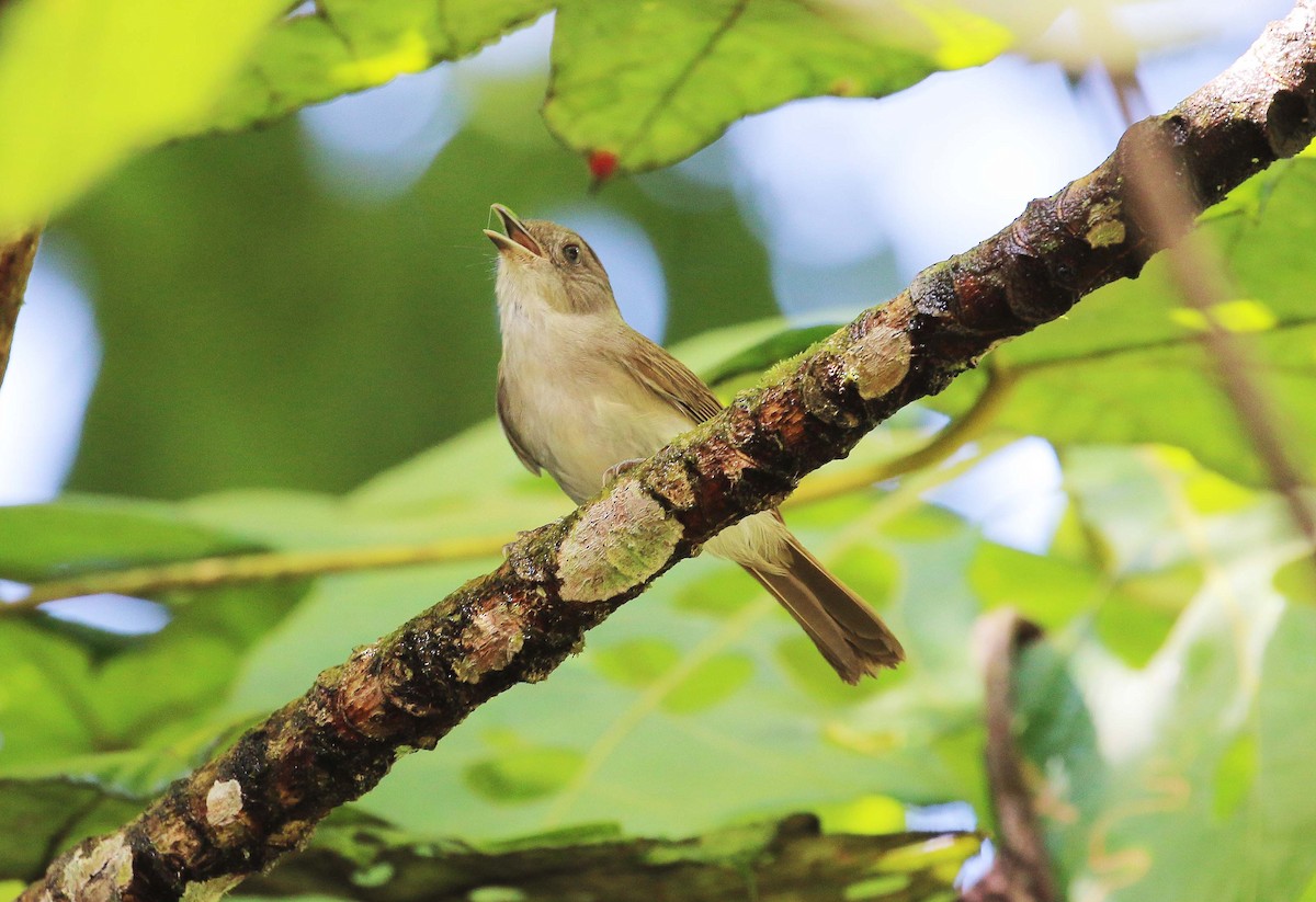 Brown Fulvetta - Alcippe brunneicauda - Birds of the World