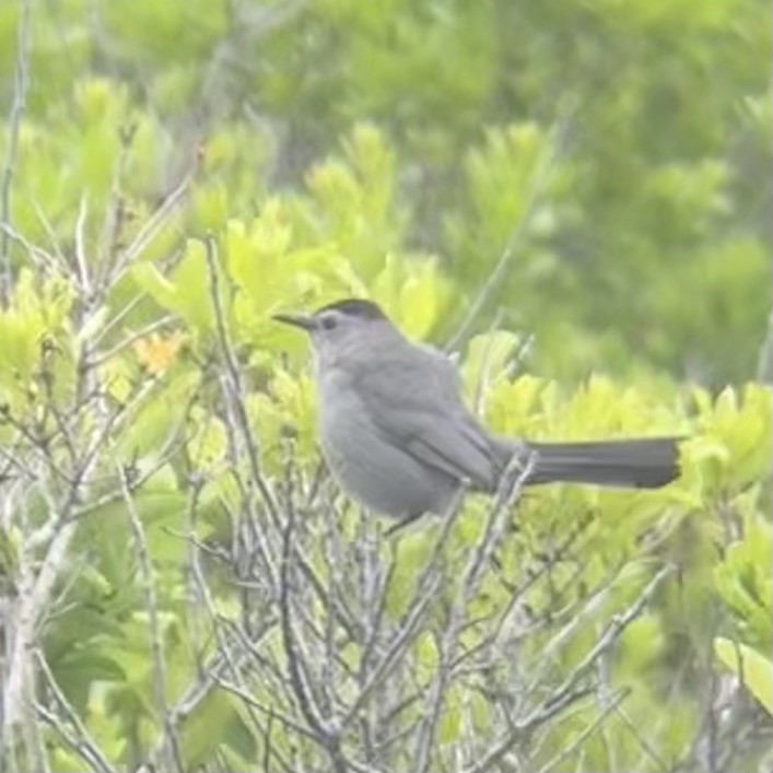 eBird Checklist - 12 Jun 2021 - 6419 Pleasure Ave, Sea Isle City US-NJ ...