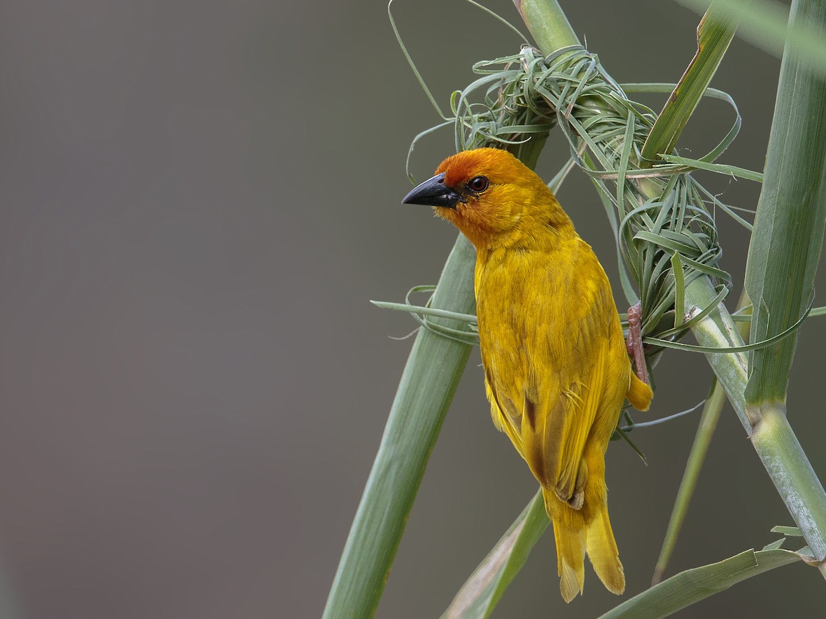 Ruvu Weaver - Ploceus holoxanthus - Birds of the World