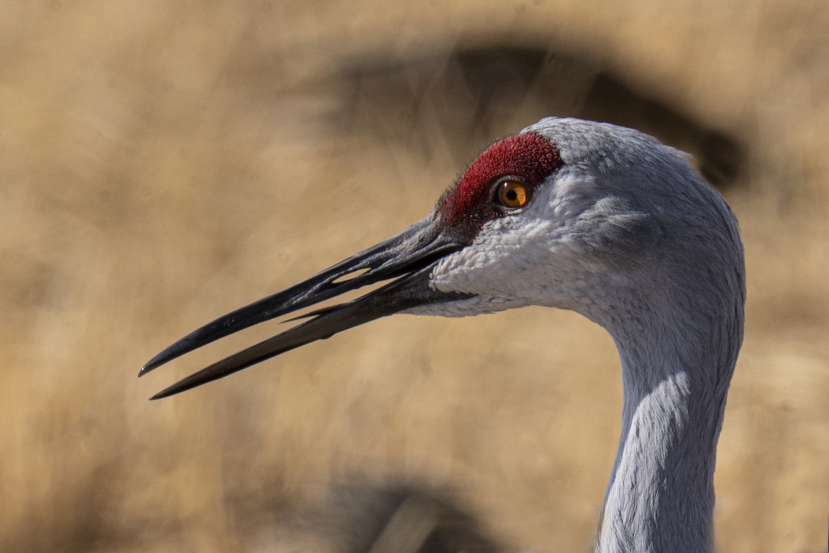 eBird Checklist - 15 Dec 2021 - Bosque Del Apache National Wildlife ...