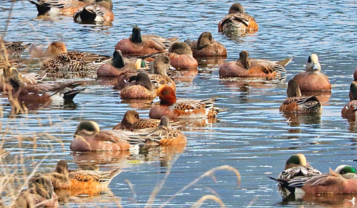 eBird Checklist - 15 Oct 2022 - Arcata Marsh and Wildlife Sanctuary ...
